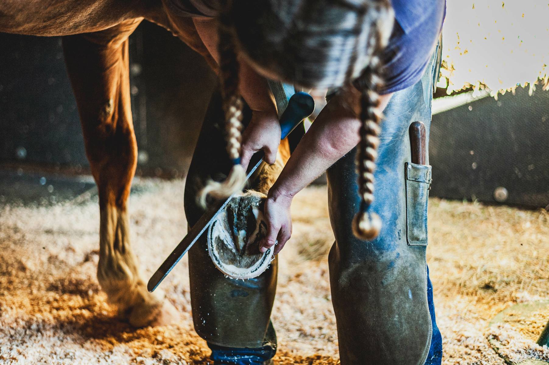 How to Shoe a Horse – Mother Earth News